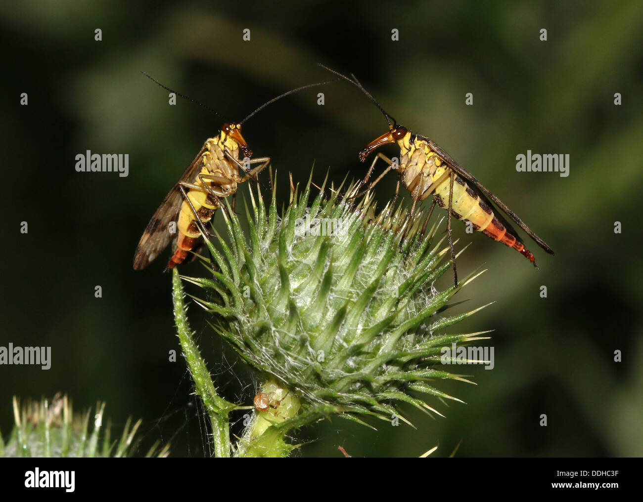 Common scorpion flies hi-res stock photography and images - Alamy