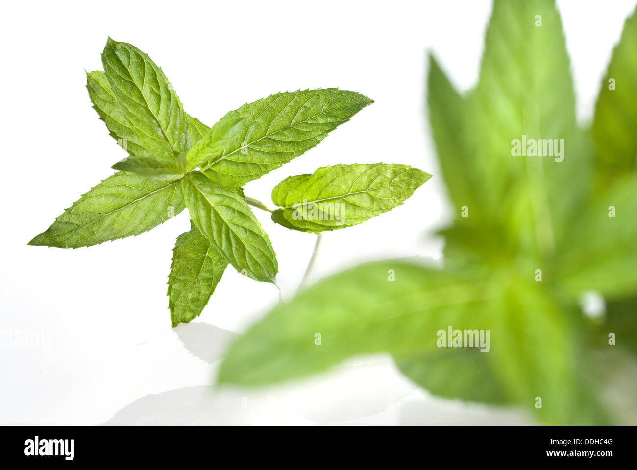 green mint isolated on white Stock Photo - Alamy