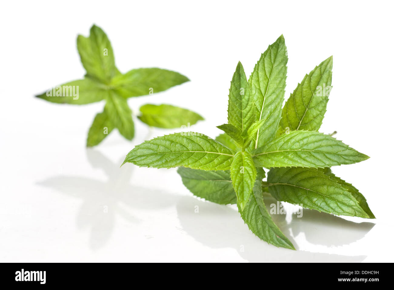 green mint isolated on white Stock Photo - Alamy