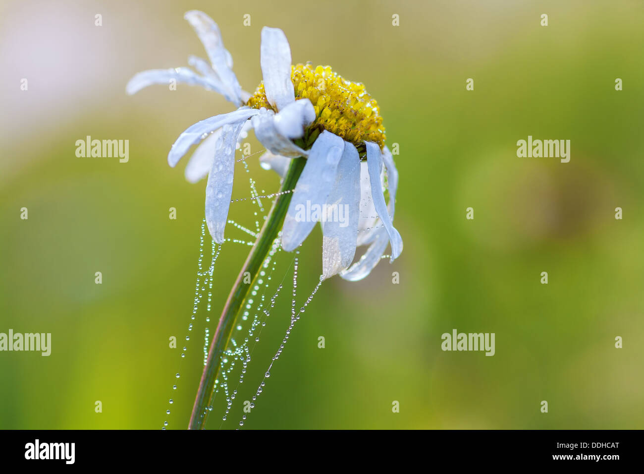Head entangled hi-res stock photography and images - Alamy