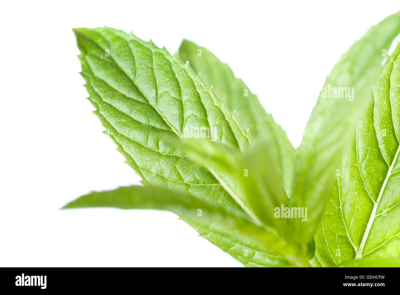 macro photo of green mint isolated on white Stock Photo - Alamy