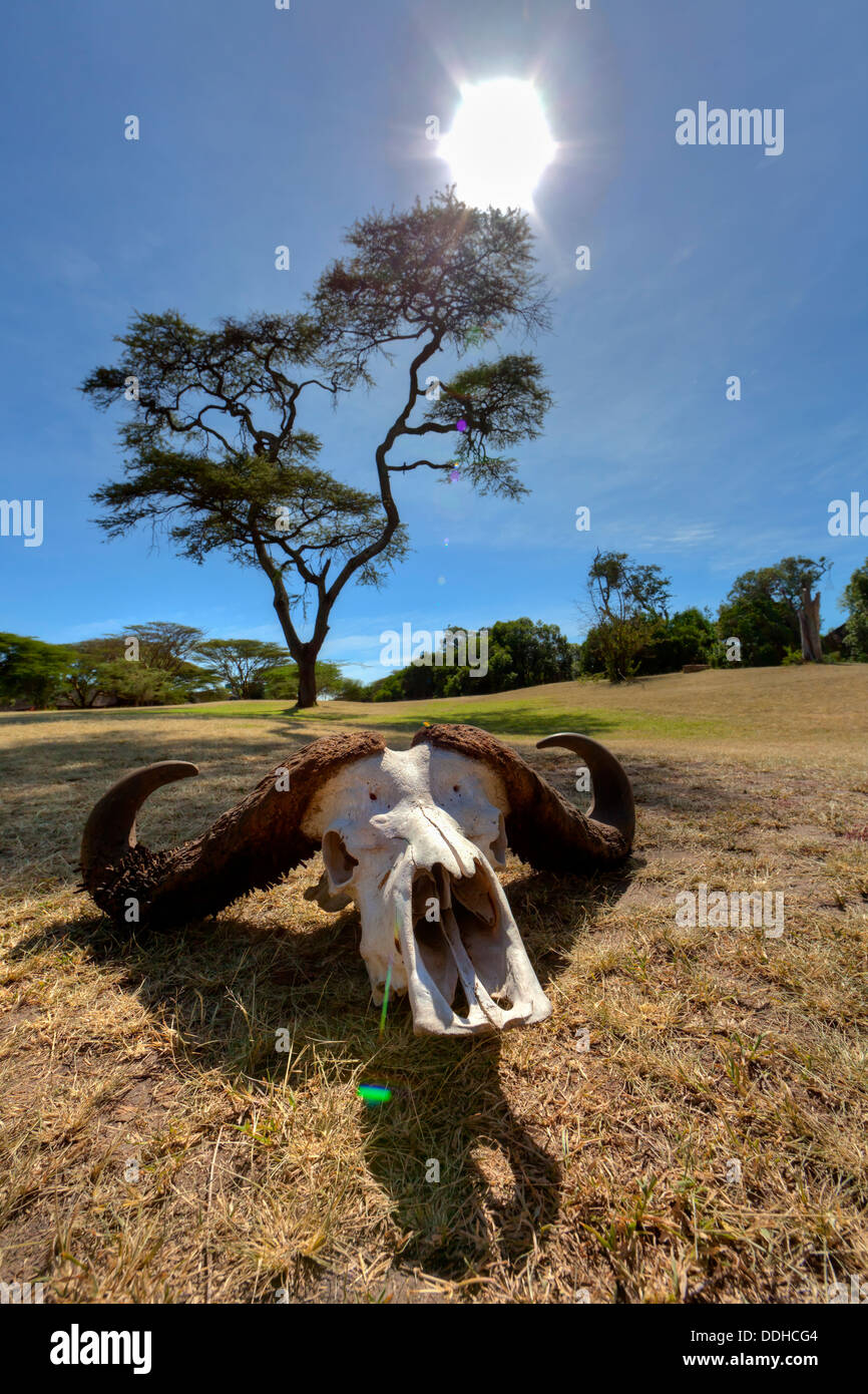 Africa, Kenya, View of skull of African buffalo at Masai Mara National ...