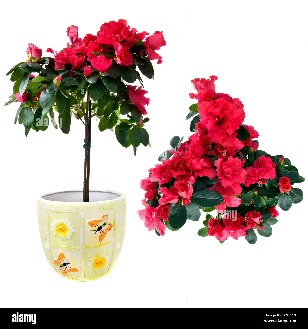red azalea bouquet isolated on white Stock Photo - Alamy