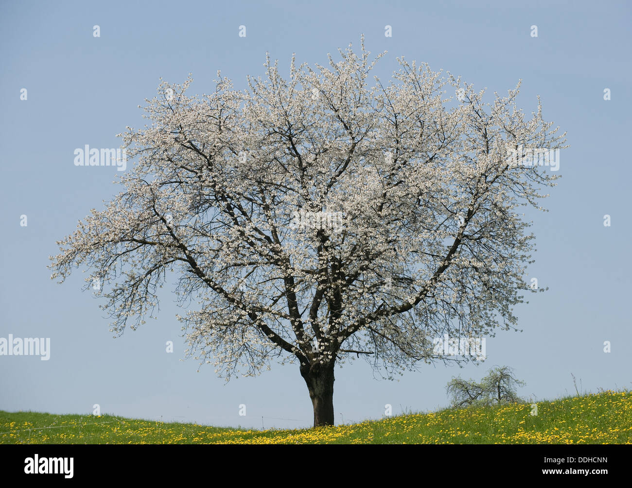 Apple blossoms and germany hi-res stock photography and images - Alamy
