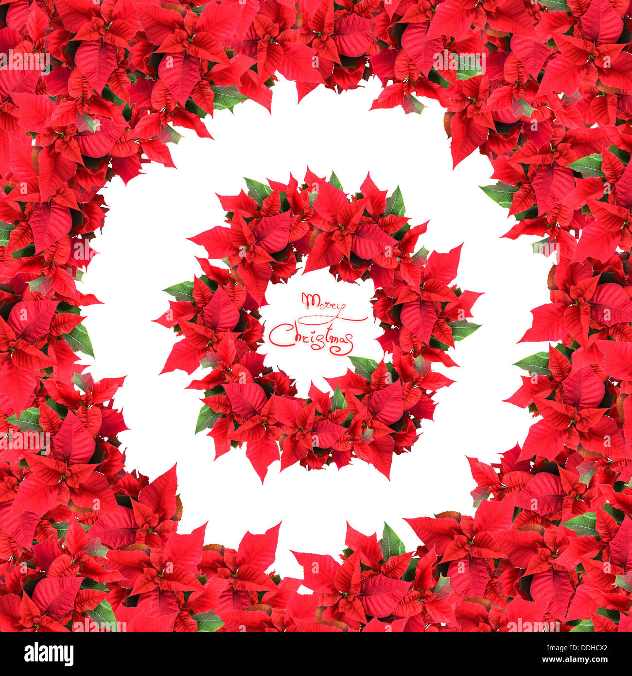 round frame with wreath from christmas flowers isolated on white Stock ...