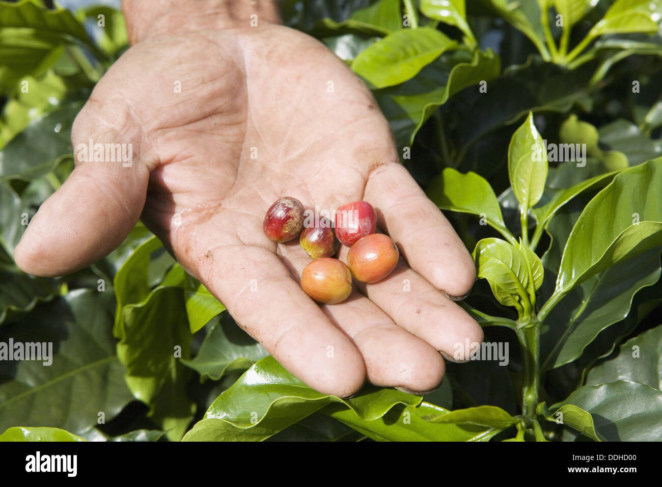 Costa rica coffee hi-res stock photography and images - Alamy