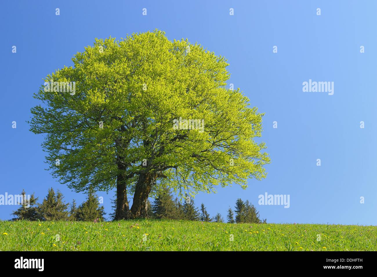 Black beech tree hi-res stock photography and images - Alamy