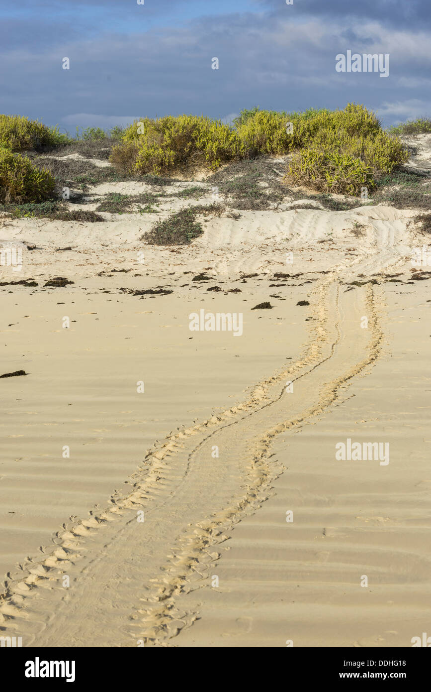 Tracks of a Green Sea Turtle or Pacific Green Turtle (Chelonia mydas ...
