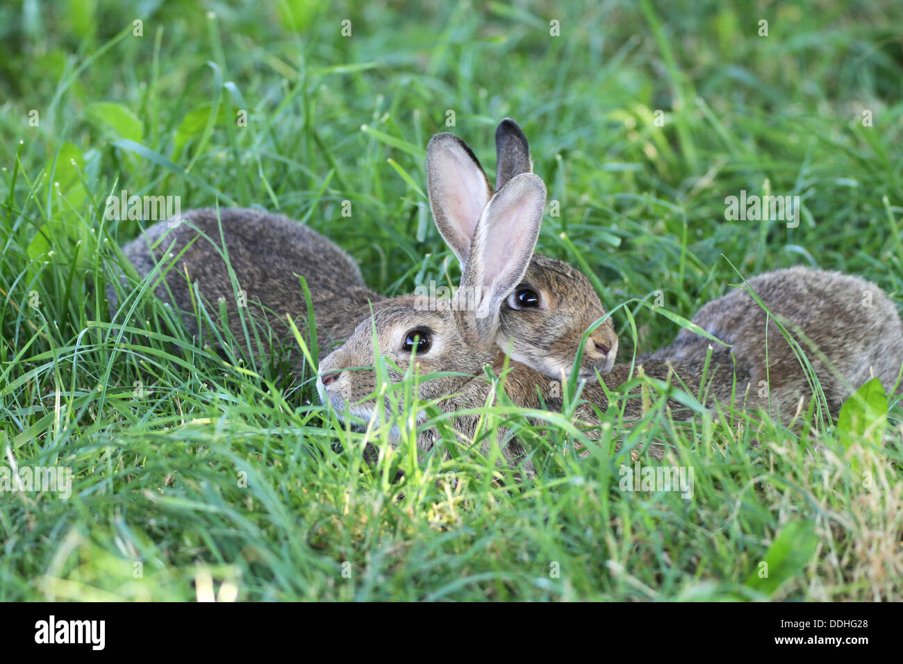 Alert european rabbits oryctolagus hi-res stock photography and images ...