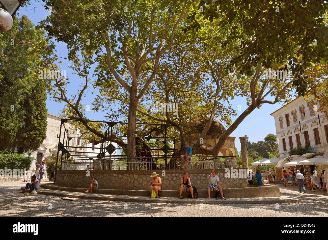 Hippocrates Plane Tree at Kos City, Island of Kos, Dodecanese Island ...