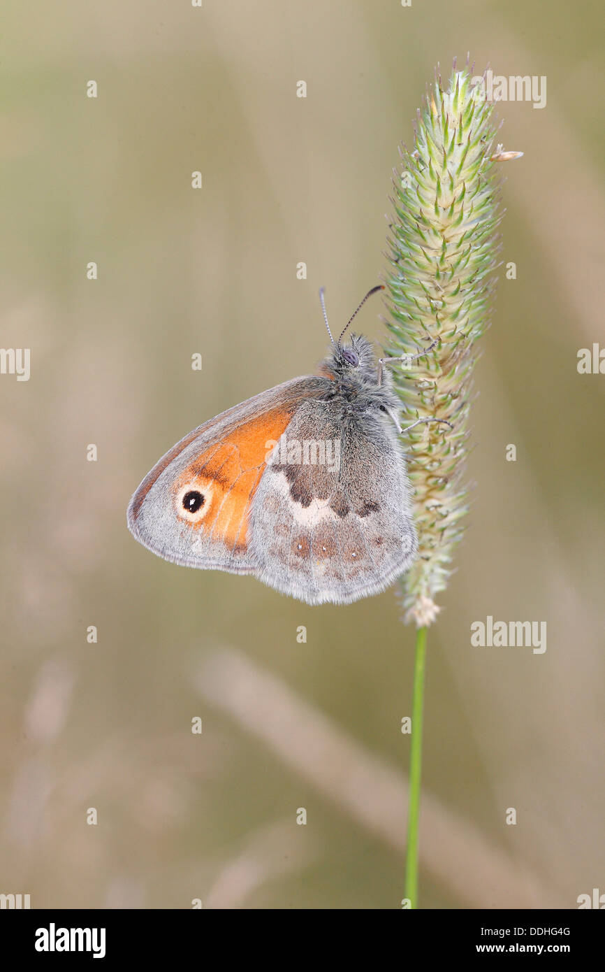 Small brown butterfly hi-res stock photography and images - Alamy
