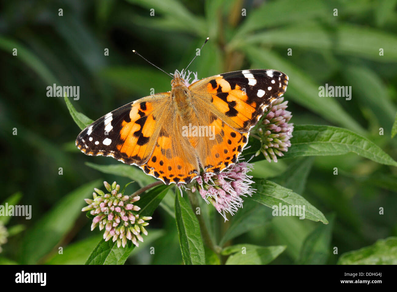 Painted Lady (Vanessa cardui, Cynthia cardui) perched on wild majoram ...