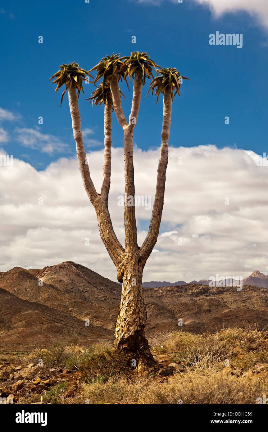 Giant Quiver Tree or Bastard Quiver Tree (Aloe pillansii Stock Photo ...