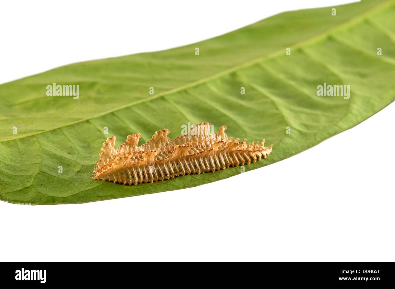 Insect species hi-res stock photography and images - Alamy