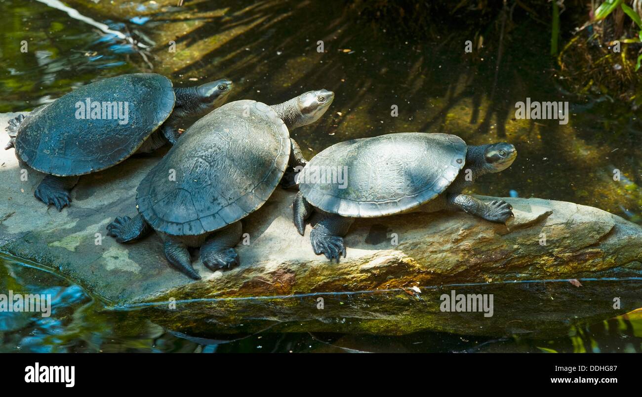 Inland habitats hi-res stock photography and images - Alamy