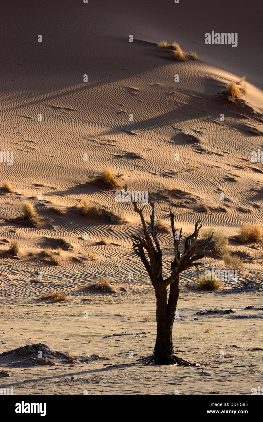 Dead tree in a desert landscape Stock Photo - Alamy