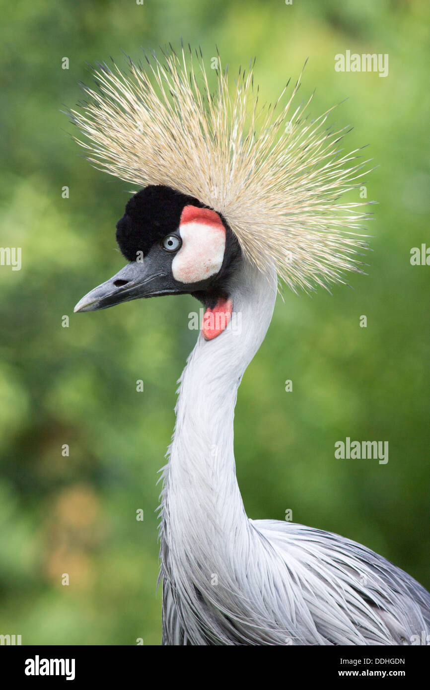 Black neck crane hi-res stock photography and images - Alamy