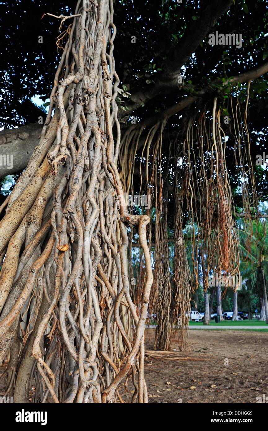 Waikiki banyan tree hi-res stock photography and images - Alamy