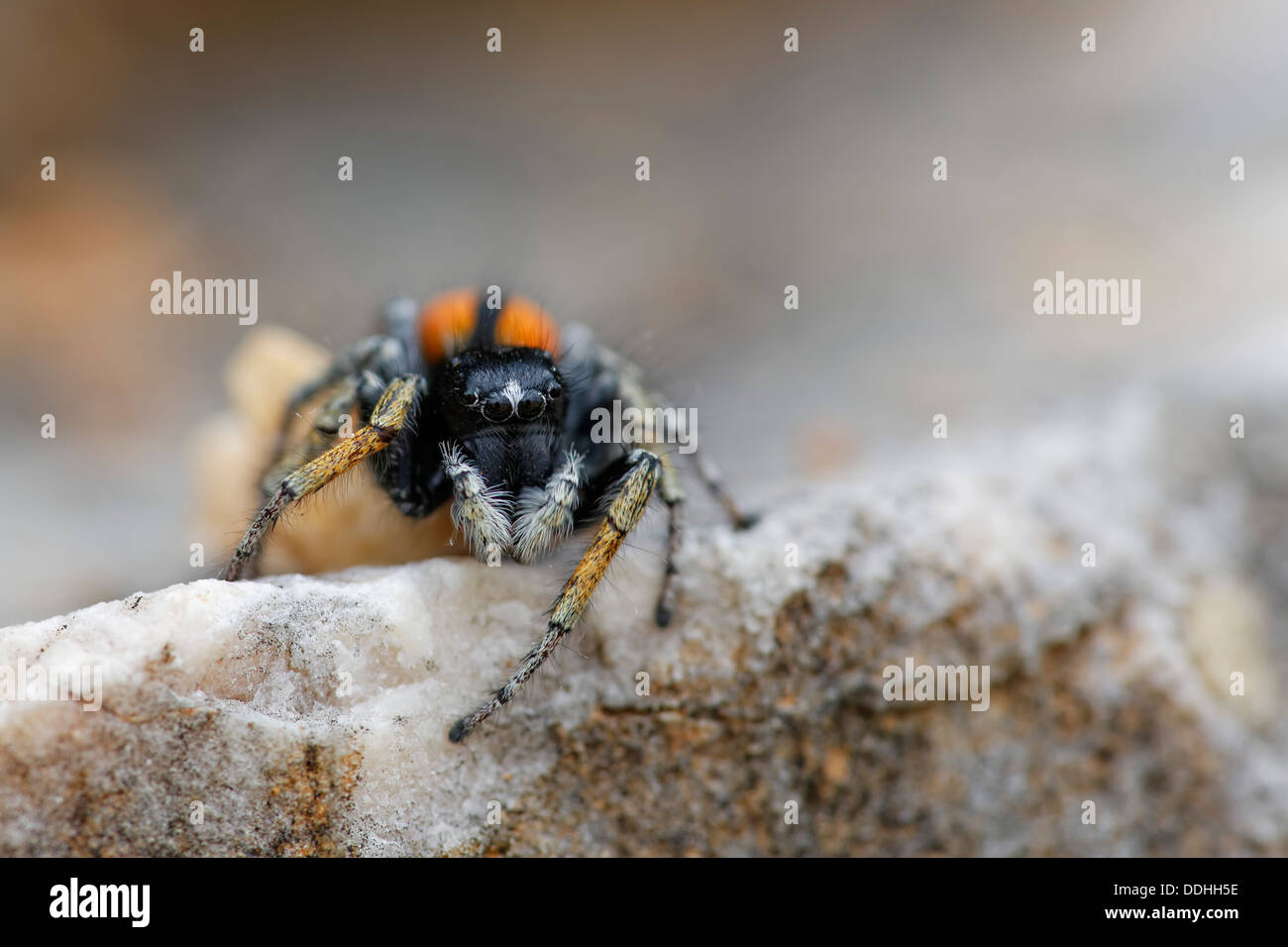Croatia, Jumping spider on rock Stock Photo - Alamy