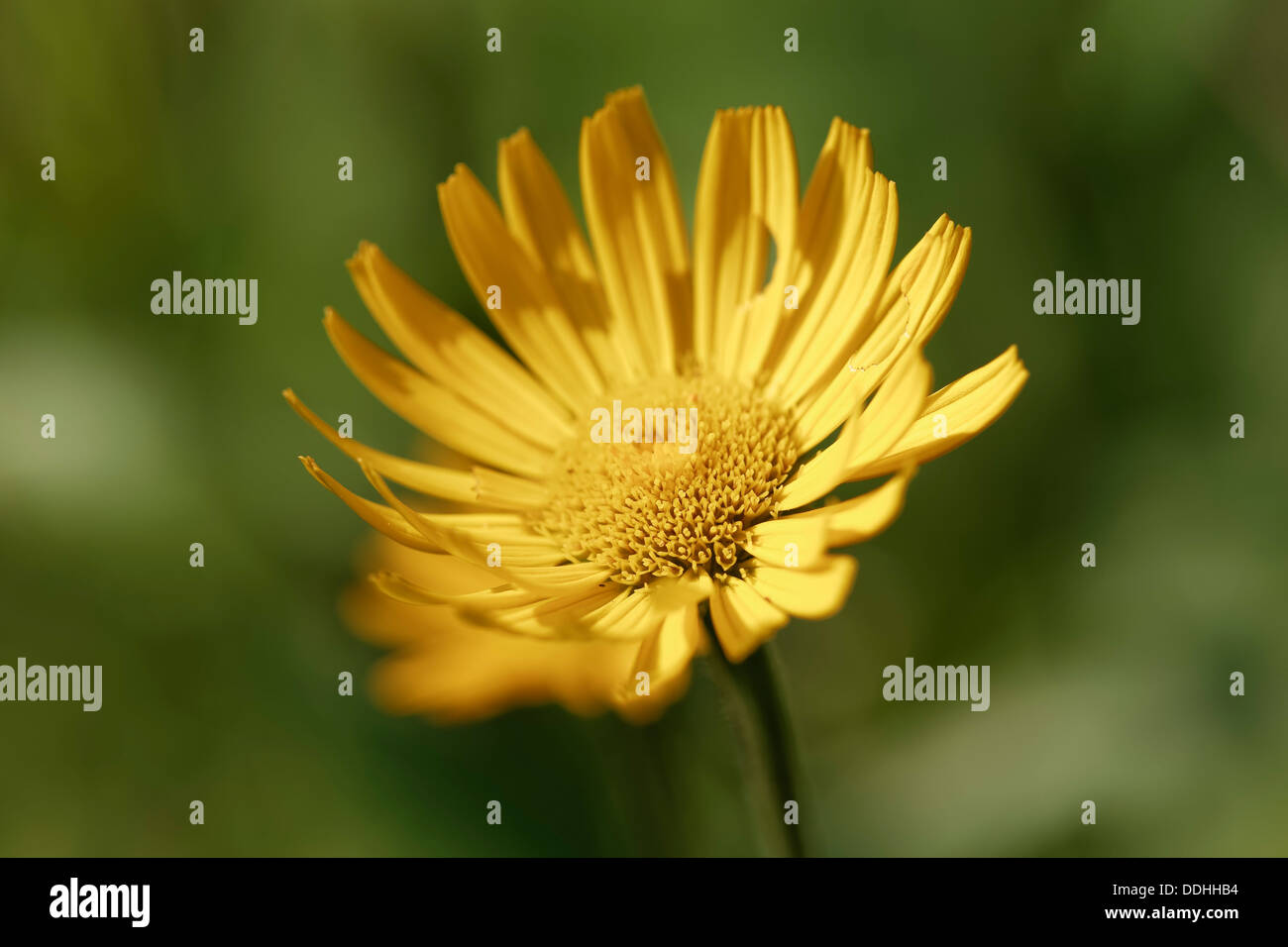 Leopards bane flower hi-res stock photography and images - Alamy