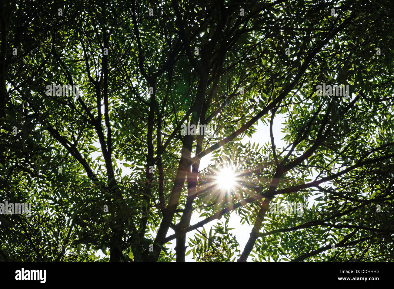 Sunlight coming through ash tree hi-res stock photography and images ...