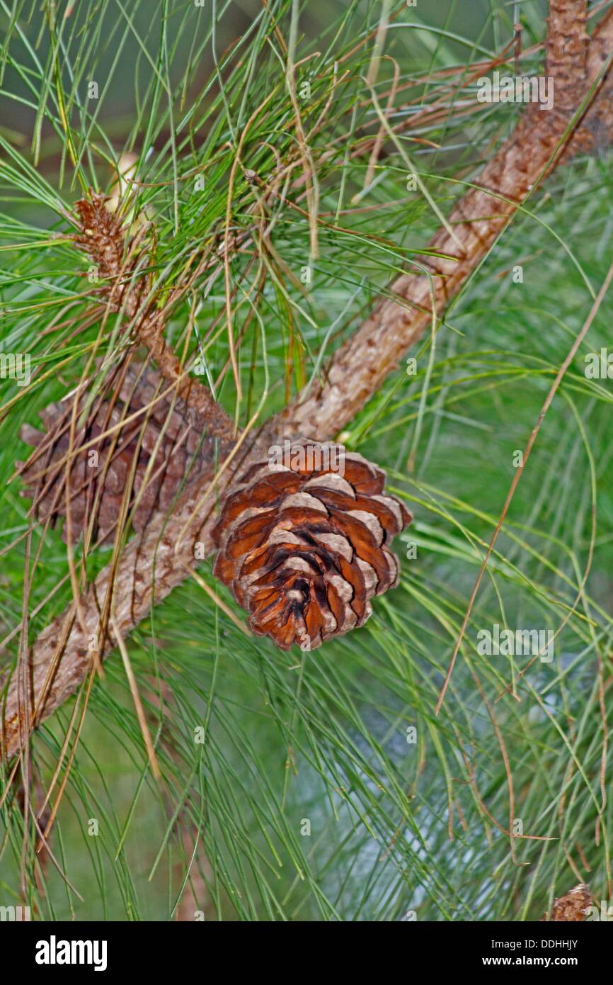 Kesiya pine hi-res stock photography and images - Alamy