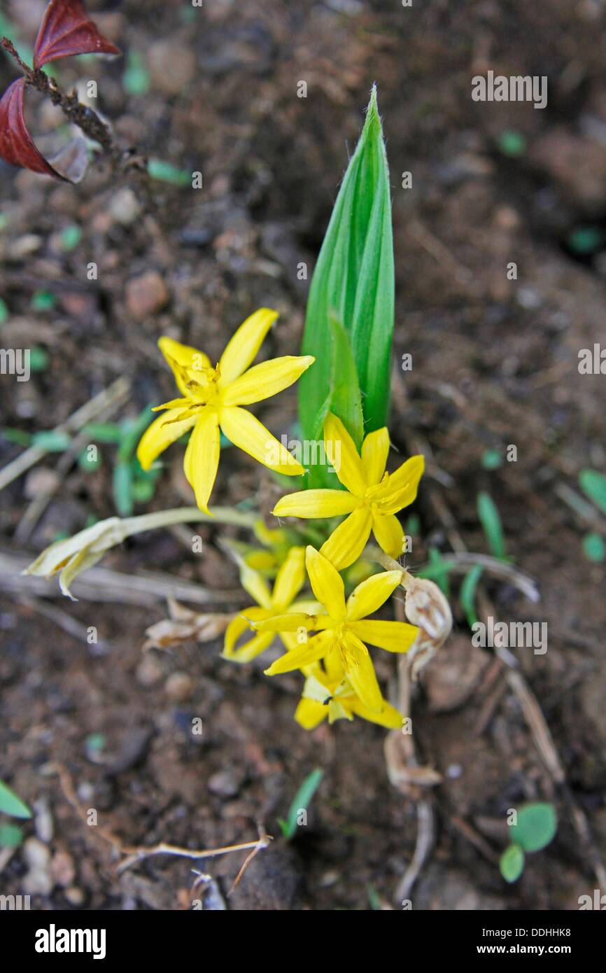 Curculigo hi-res stock photography and images - Alamy