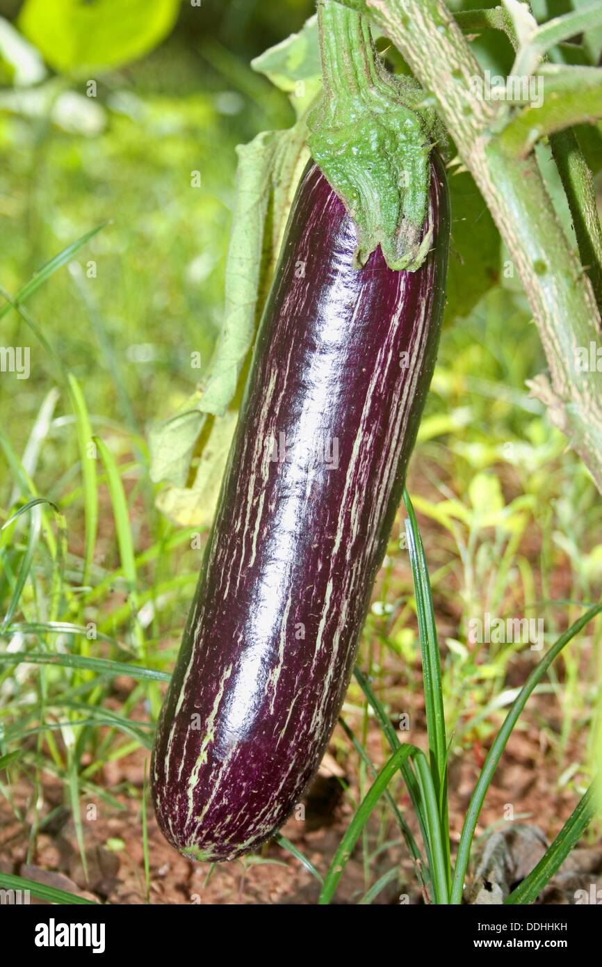 Panjang hi-res stock photography and images - Alamy