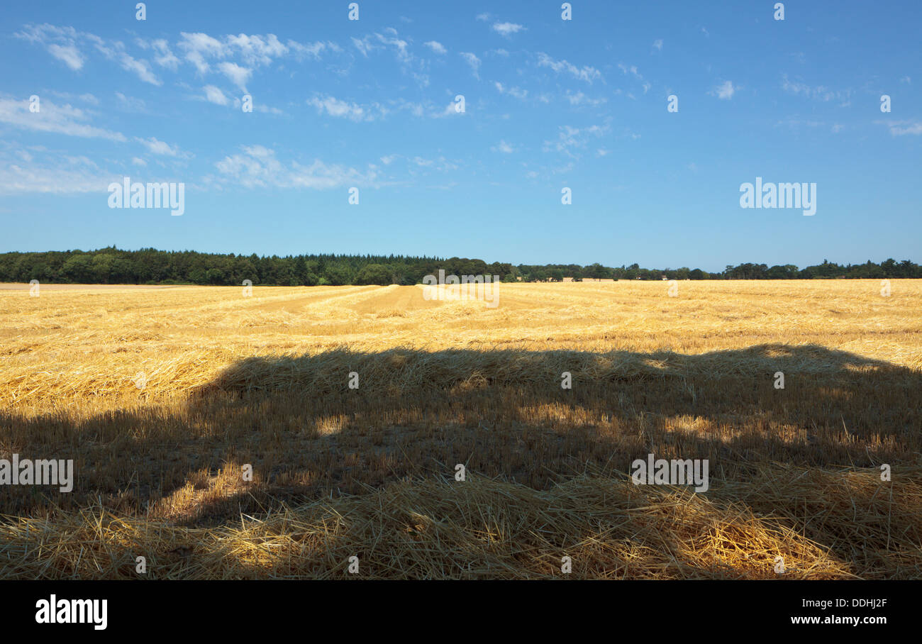 Long straw wheat hi-res stock photography and images - Alamy