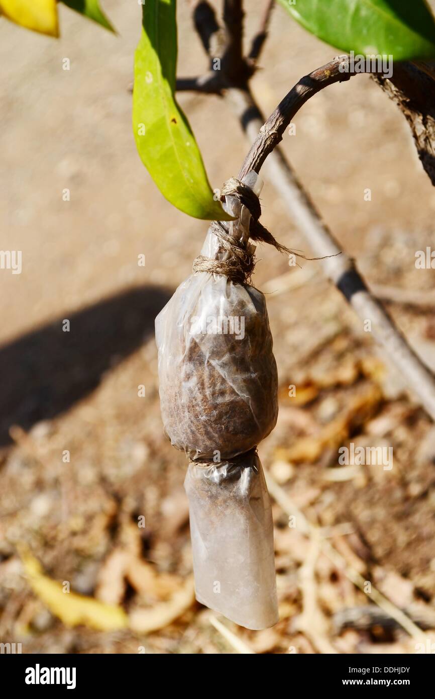 Closeup india poona hi-res stock photography and images - Alamy