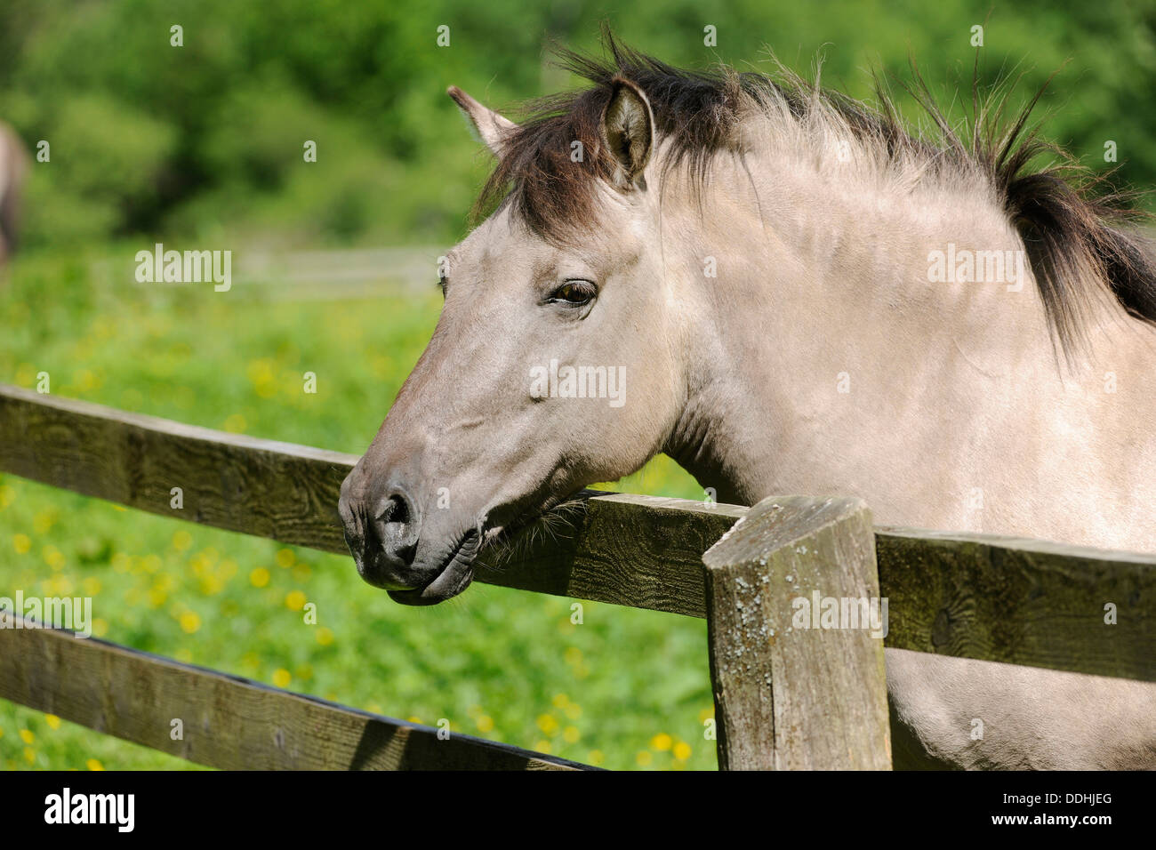 Tarpan equus ferus gmelini equus hi-res stock photography and images ...