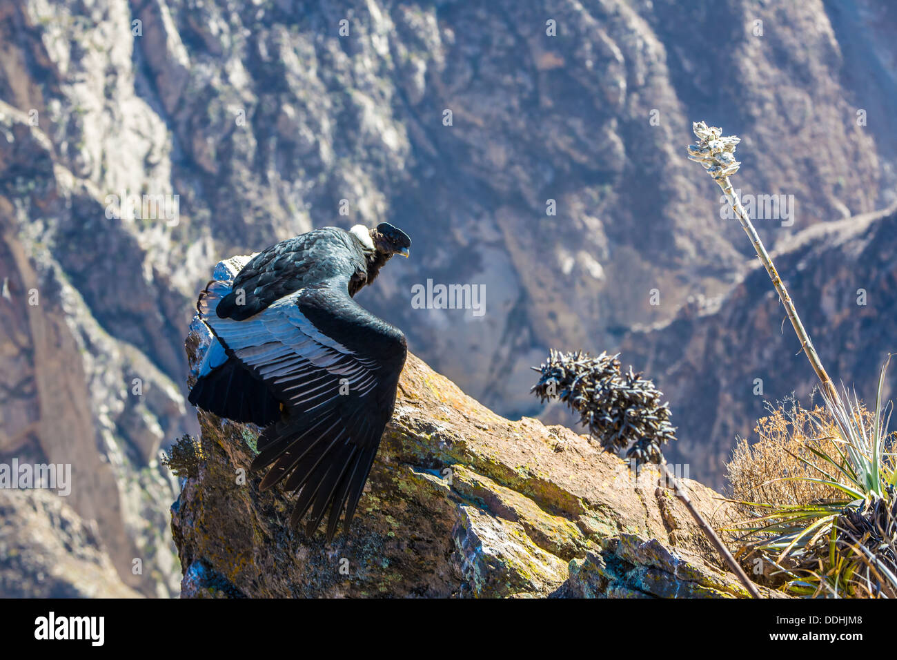 Condor at Colca canyon sitting,Peru,South America. This is a condor the ...