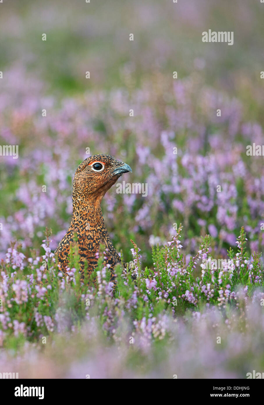 A red grouse (Lagopus lagopus) pokes its head above the purple heather ...