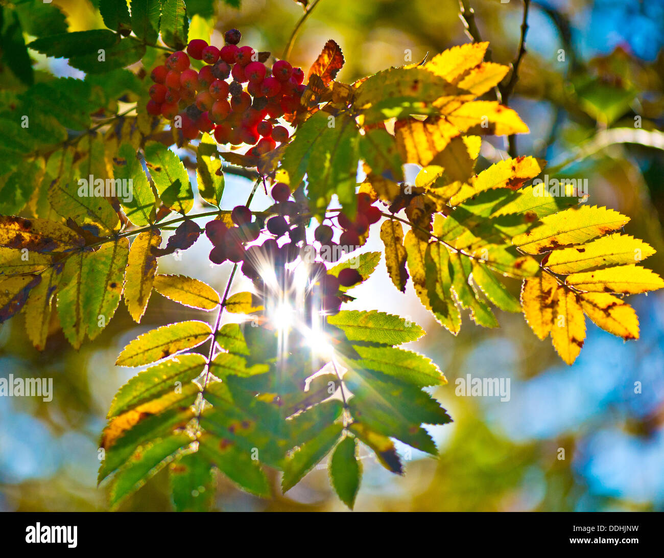 Sunbeams shining through some colorful leaves and some red and ripe ...