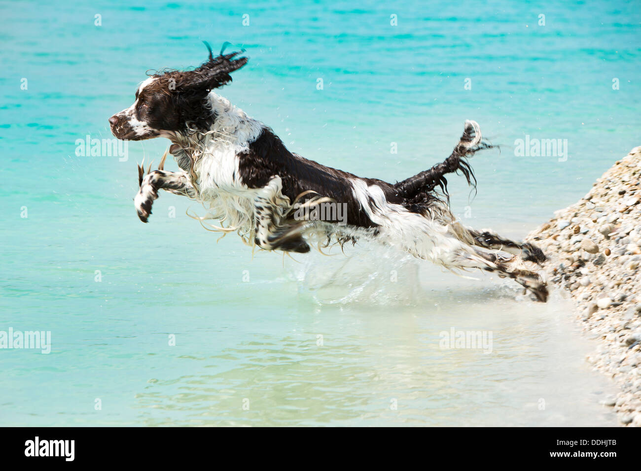 Germany, Bavaria, English Springer Spaniel jumping in water Stock Photo ...