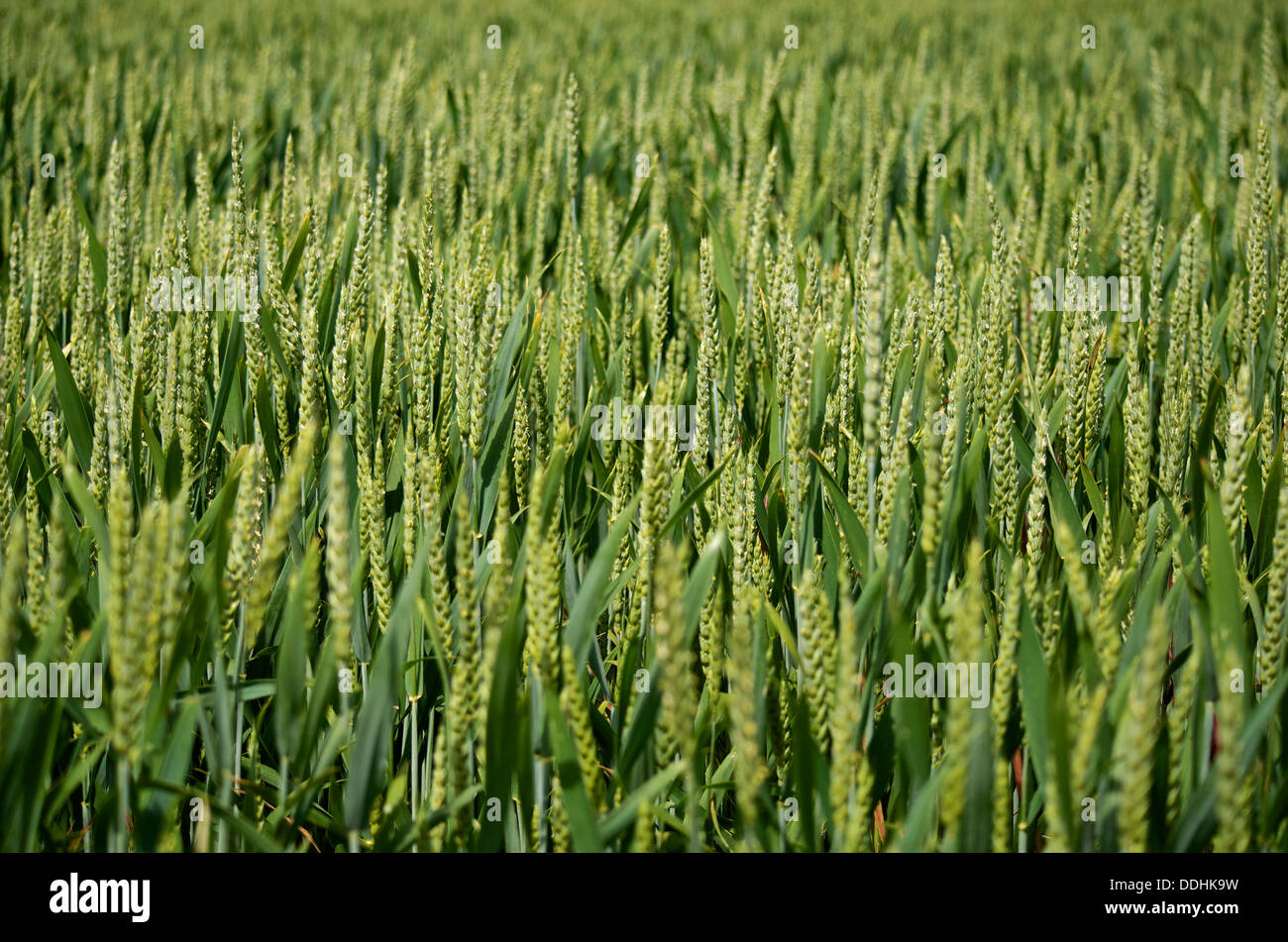 Germany, Hesse, View of wheat field Stock Photo - Alamy