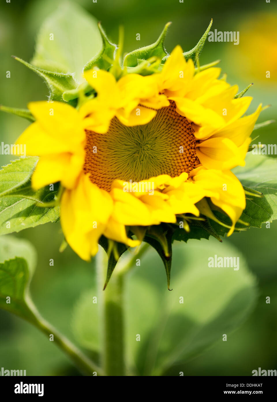 Closed sunflower hi-res stock photography and images - Alamy