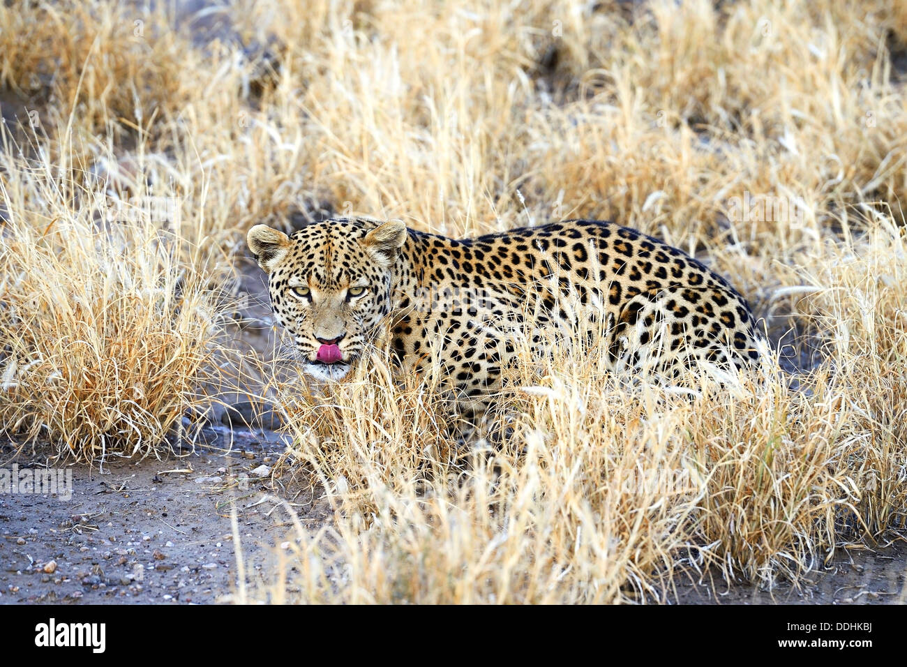 Leopard (Panthera pardus Stock Photo - Alamy