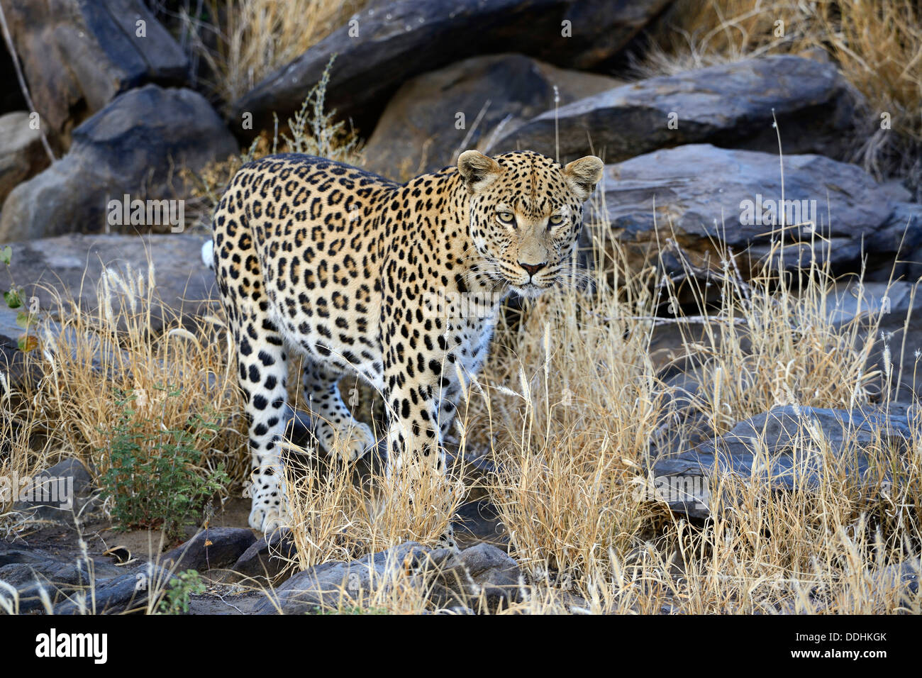 Leopard (Panthera pardus) roaming its territory Stock Photo - Alamy