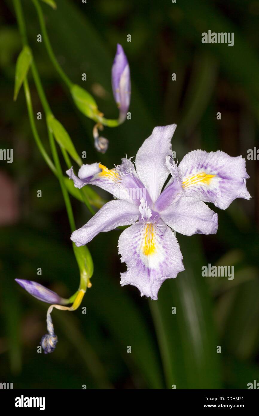 Indigo plantation hi-res stock photography and images - Alamy