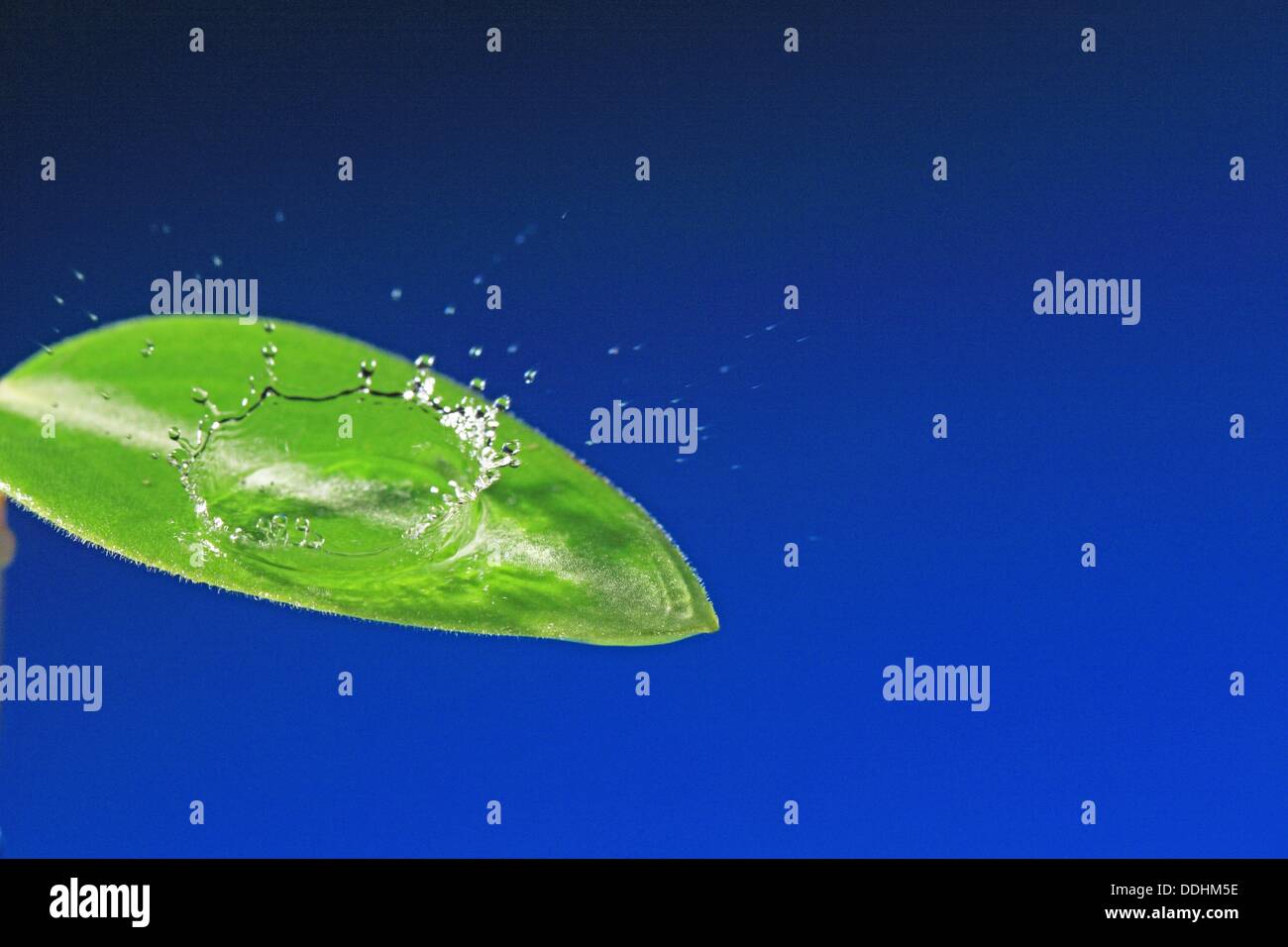 Crown leaf hi-res stock photography and images - Alamy