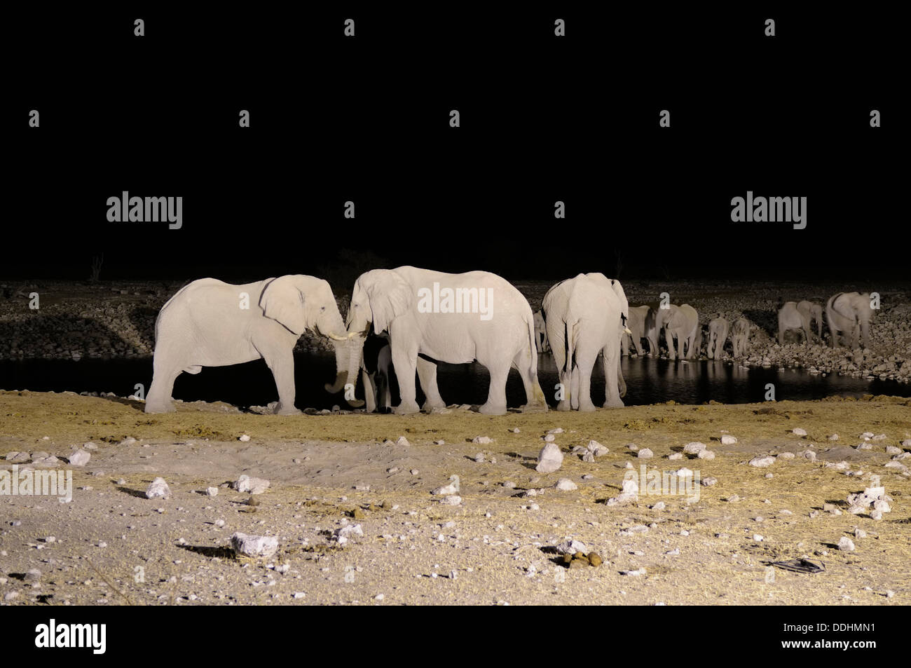 Elephants at night hi-res stock photography and images - Alamy