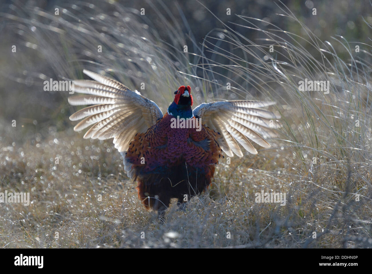 Pheasant display hi-res stock photography and images - Alamy
