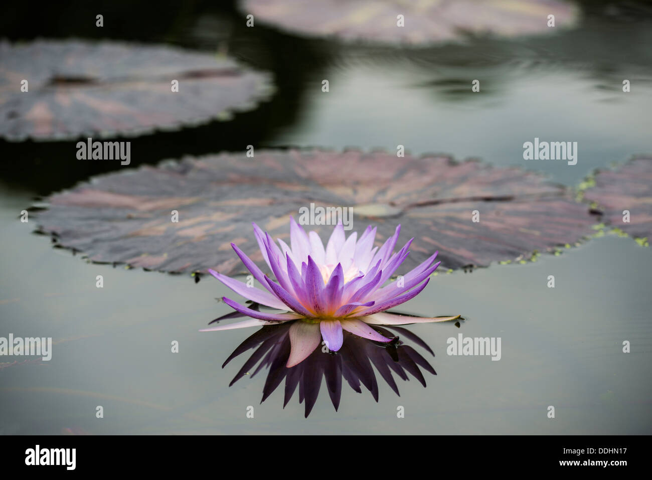 Blue Pigmy (Nymphaea colorata), water lily flower and leaves Stock ...