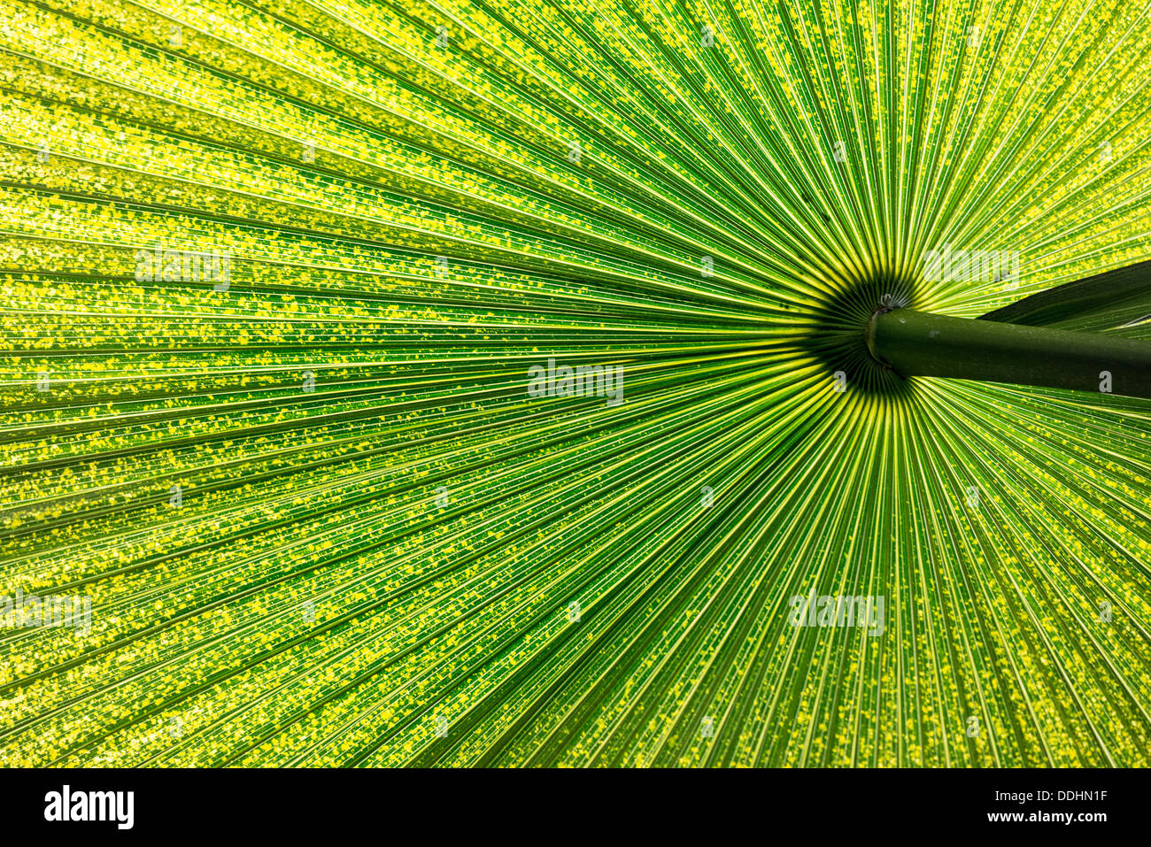Chinese Windmill Palm (Trachycarpus fortunei), leaf Stock Photo - Alamy