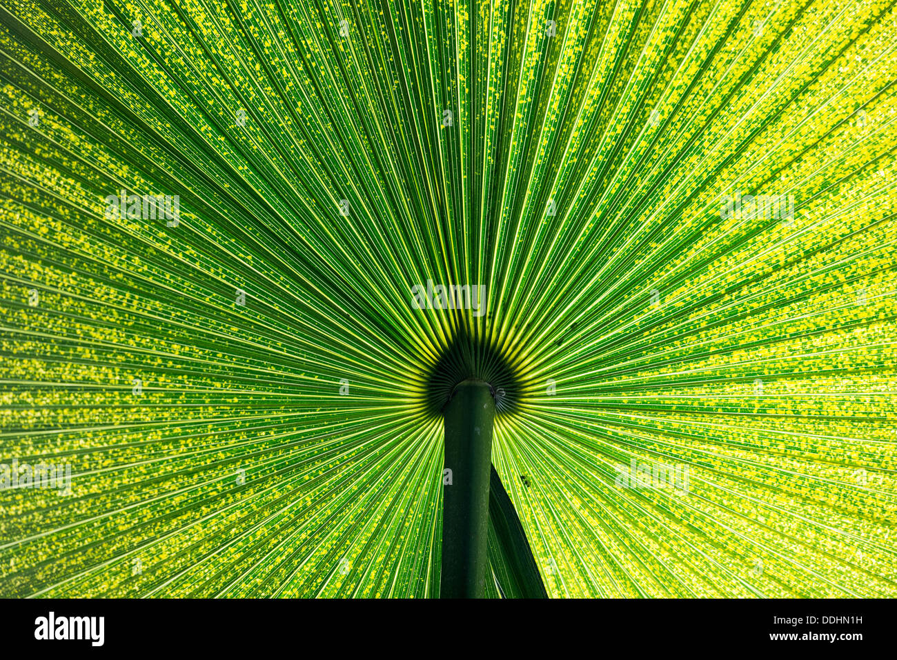 Chinese Windmill Palm (Trachycarpus fortunei), leaf Stock Photo - Alamy