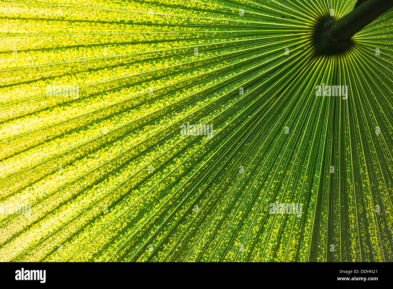 Chinese Windmill Palm (Trachycarpus fortunei), leaf Stock Photo - Alamy