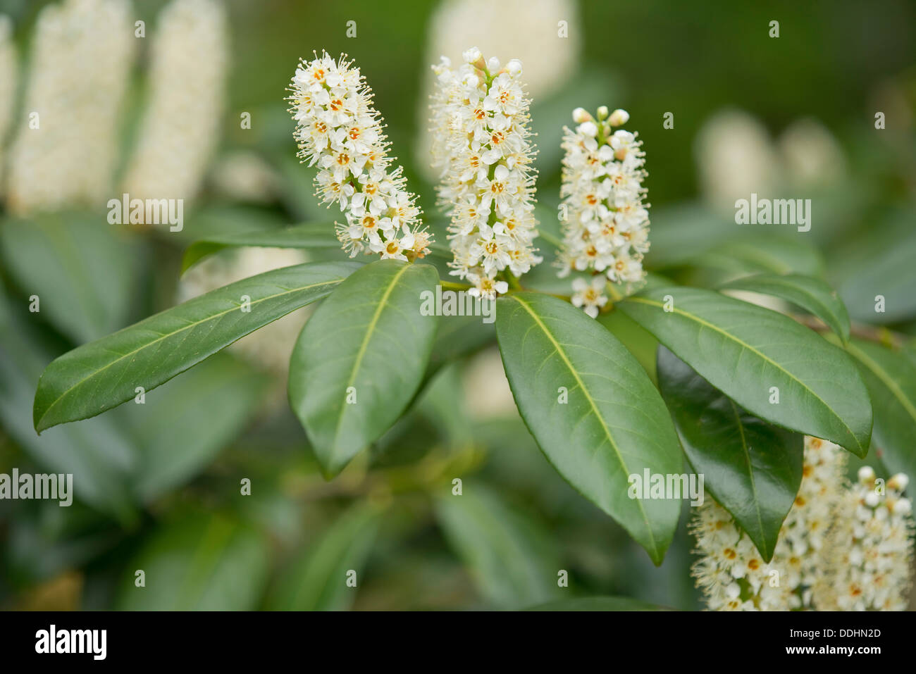 Cherry Laurel or Common Laurel (Prunus laurocerasus, Laurocerasus ...
