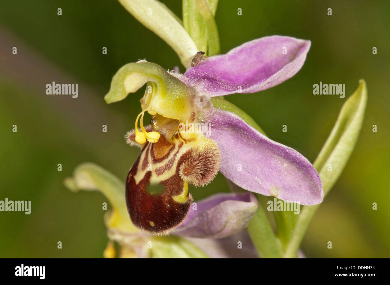 Bee Orchid (Ophrys apivera), single flower Stock Photo - Alamy