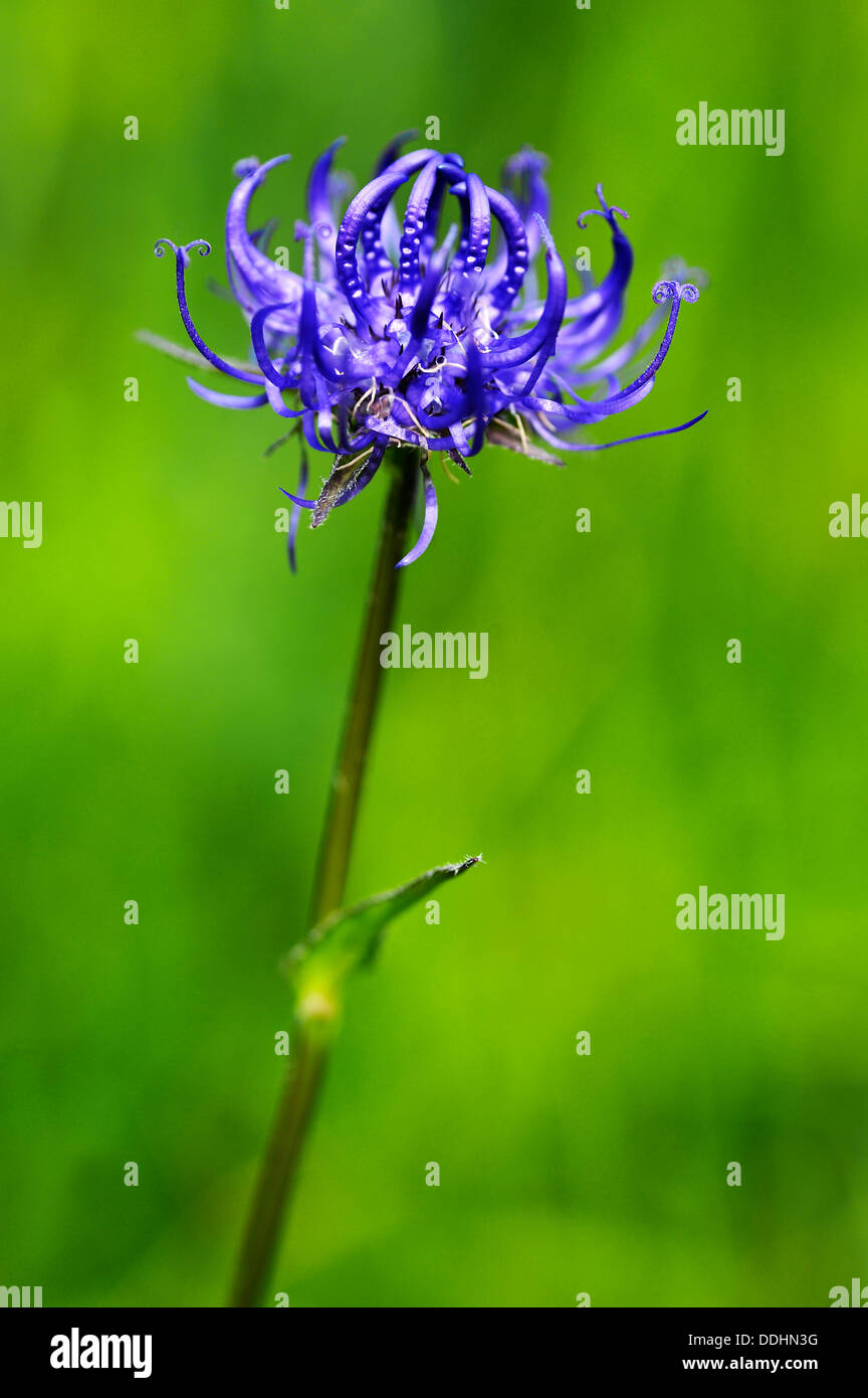 Round headed rampion phyteuma orbiculare hi-res stock photography and ...